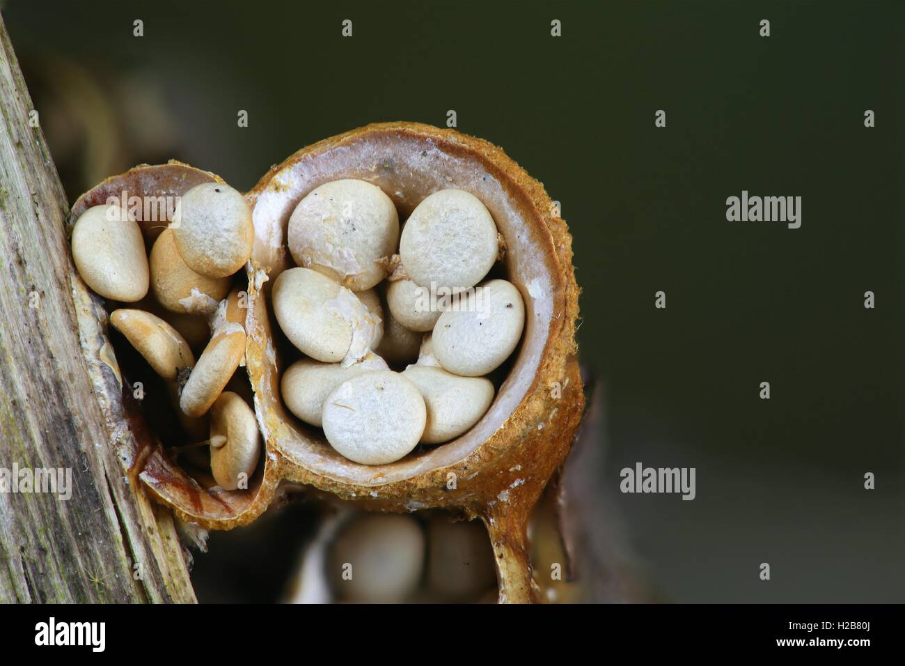 Bird's-nest fungi, Crucibulum laeve Stock Photo - Alamy