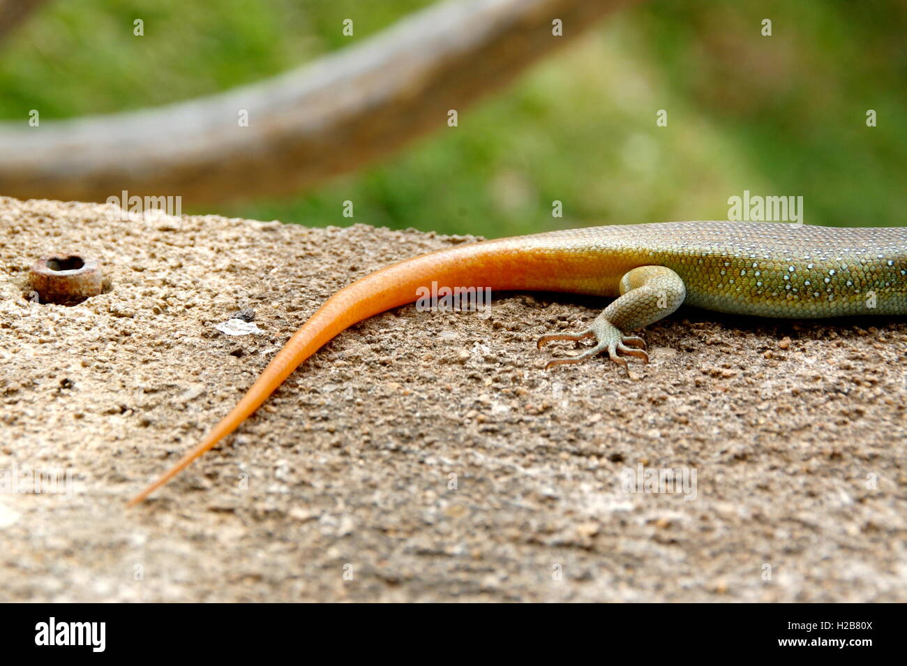 Lizard's feet and tail Stock Photo - Alamy