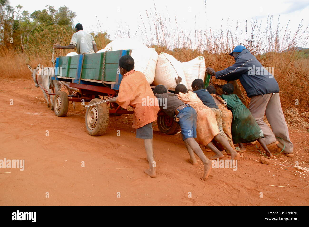 Donkey team hi-res stock photography and images - Alamy
