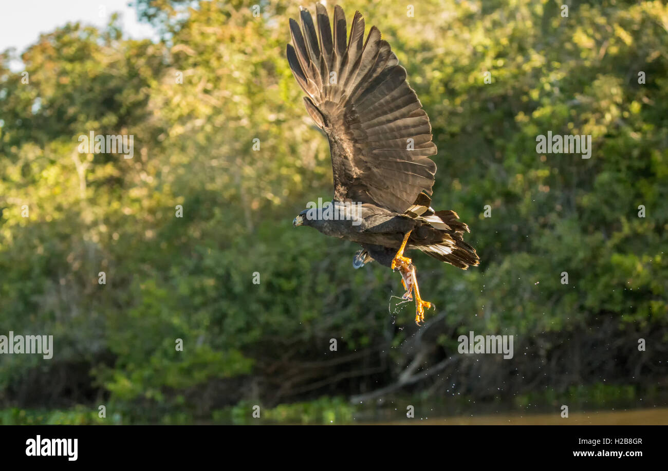 Hawk swooping hi-res stock photography and images - Alamy