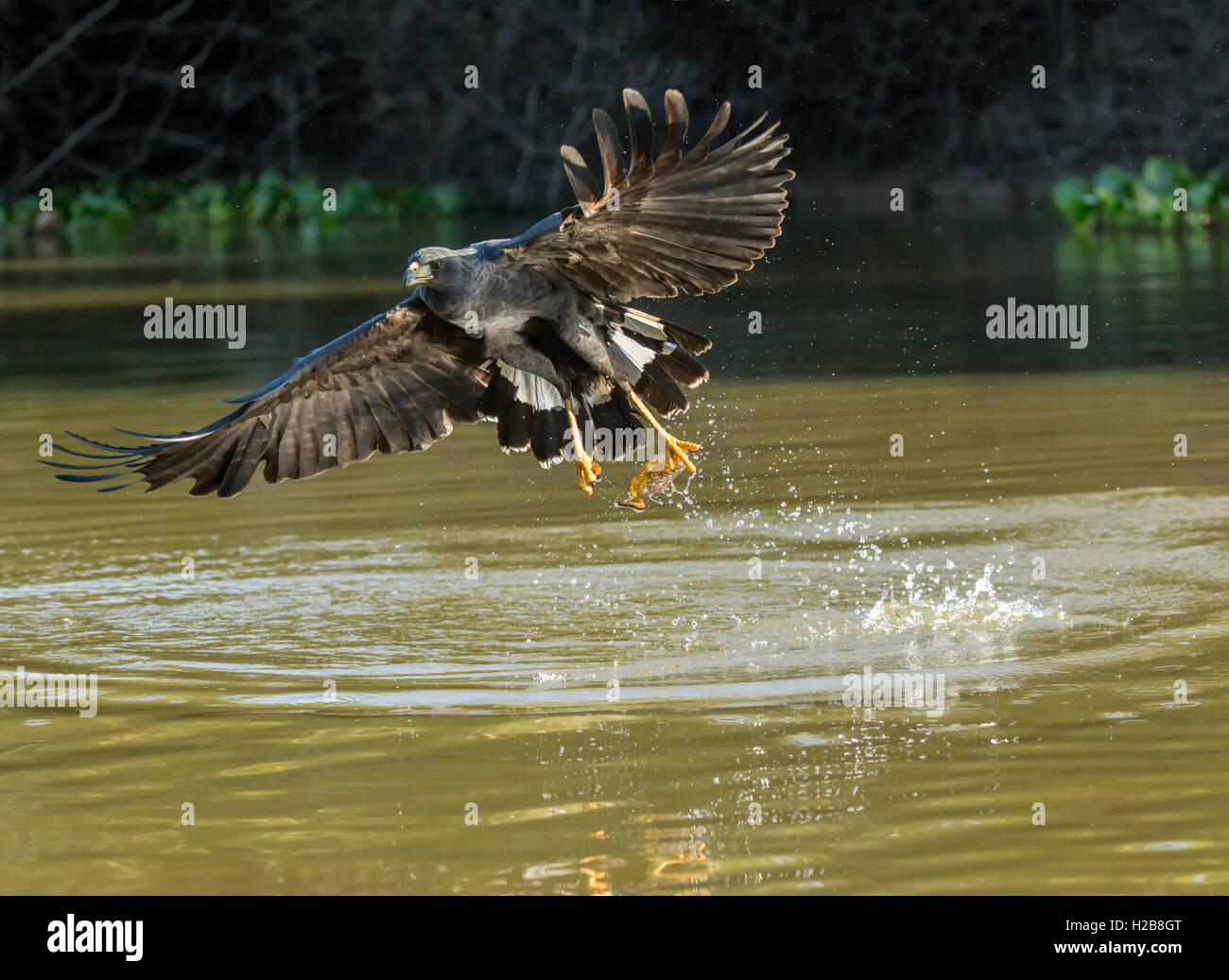 Great Black Hawk swooping down to the river to catch a fish in the ...