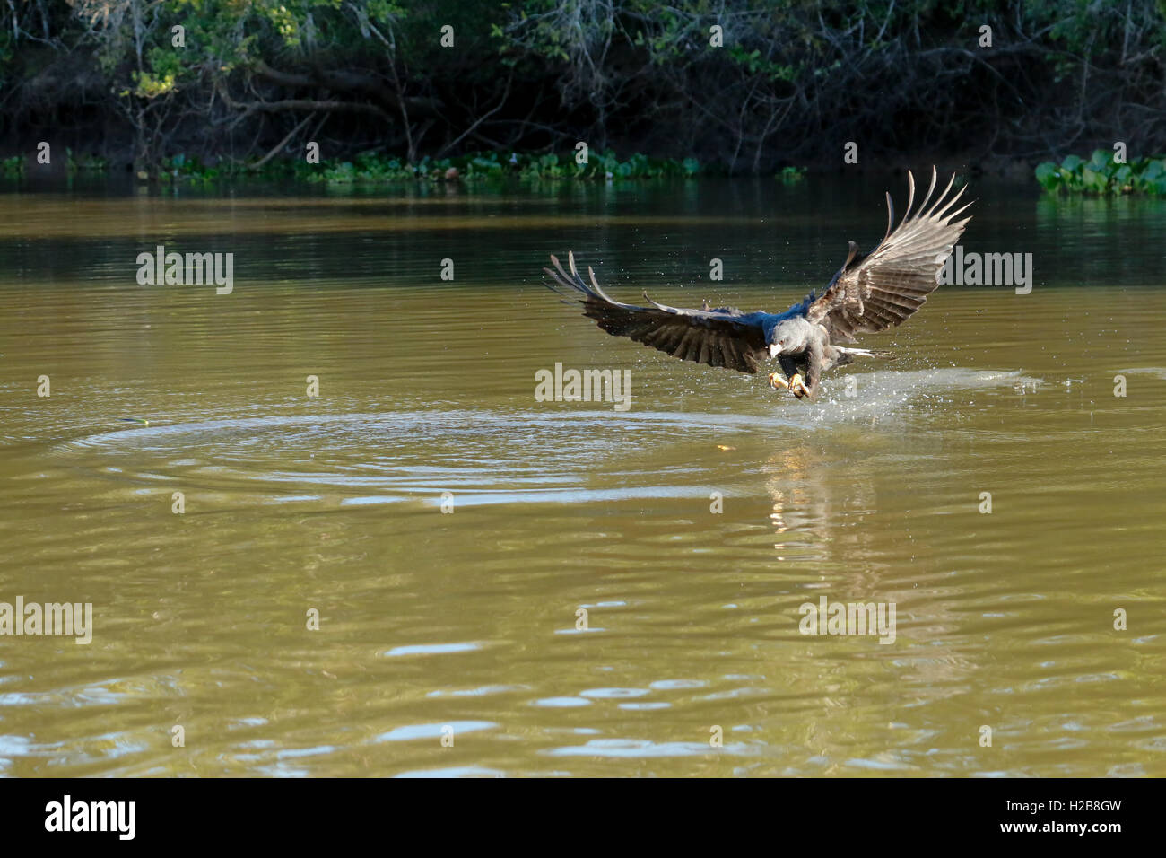Great Black Hawk swooping down to the river to catch a fish in the ...