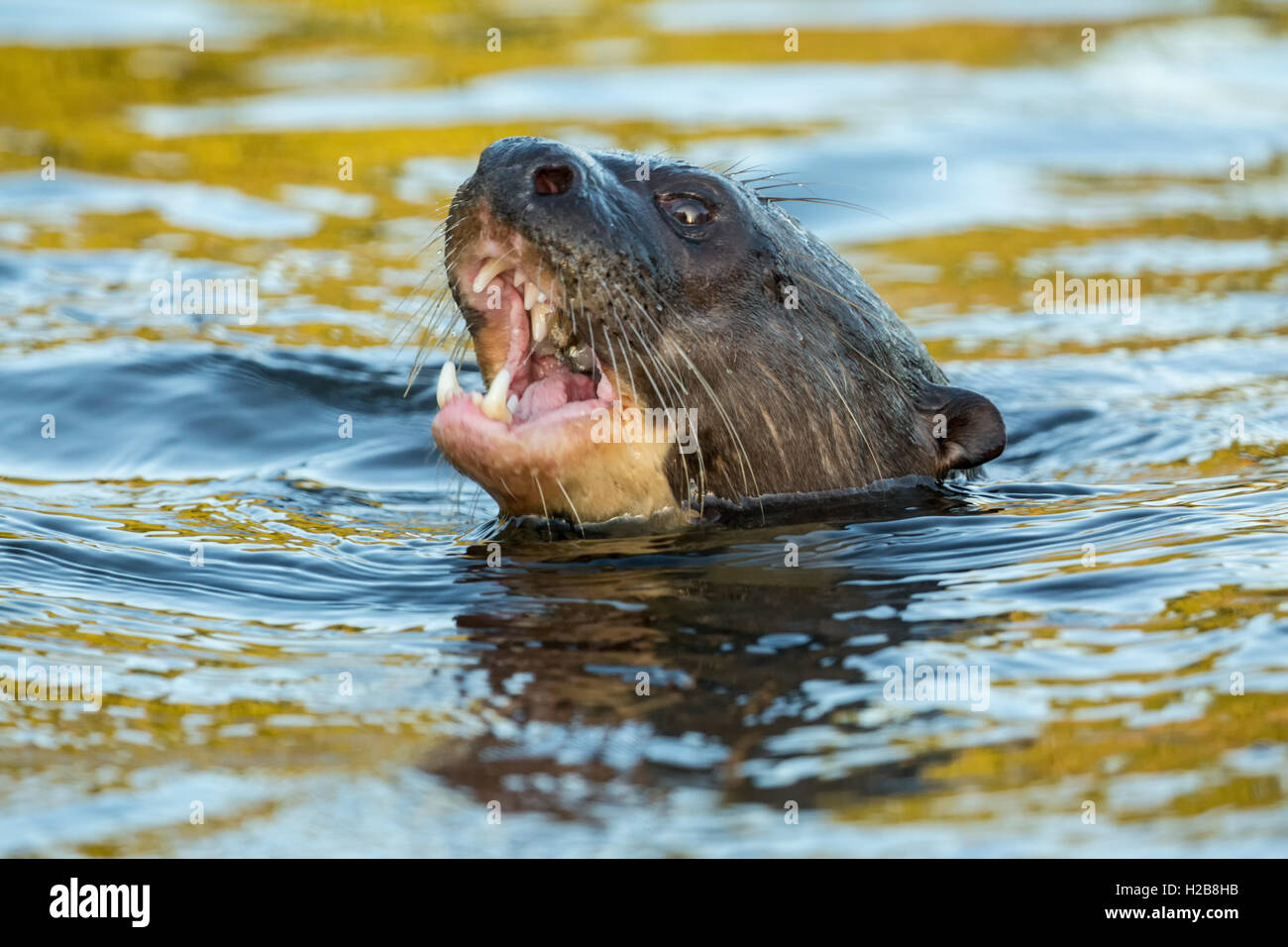 Endangered Giant River Otter eating a fish in the Pantanal region, Mato ...