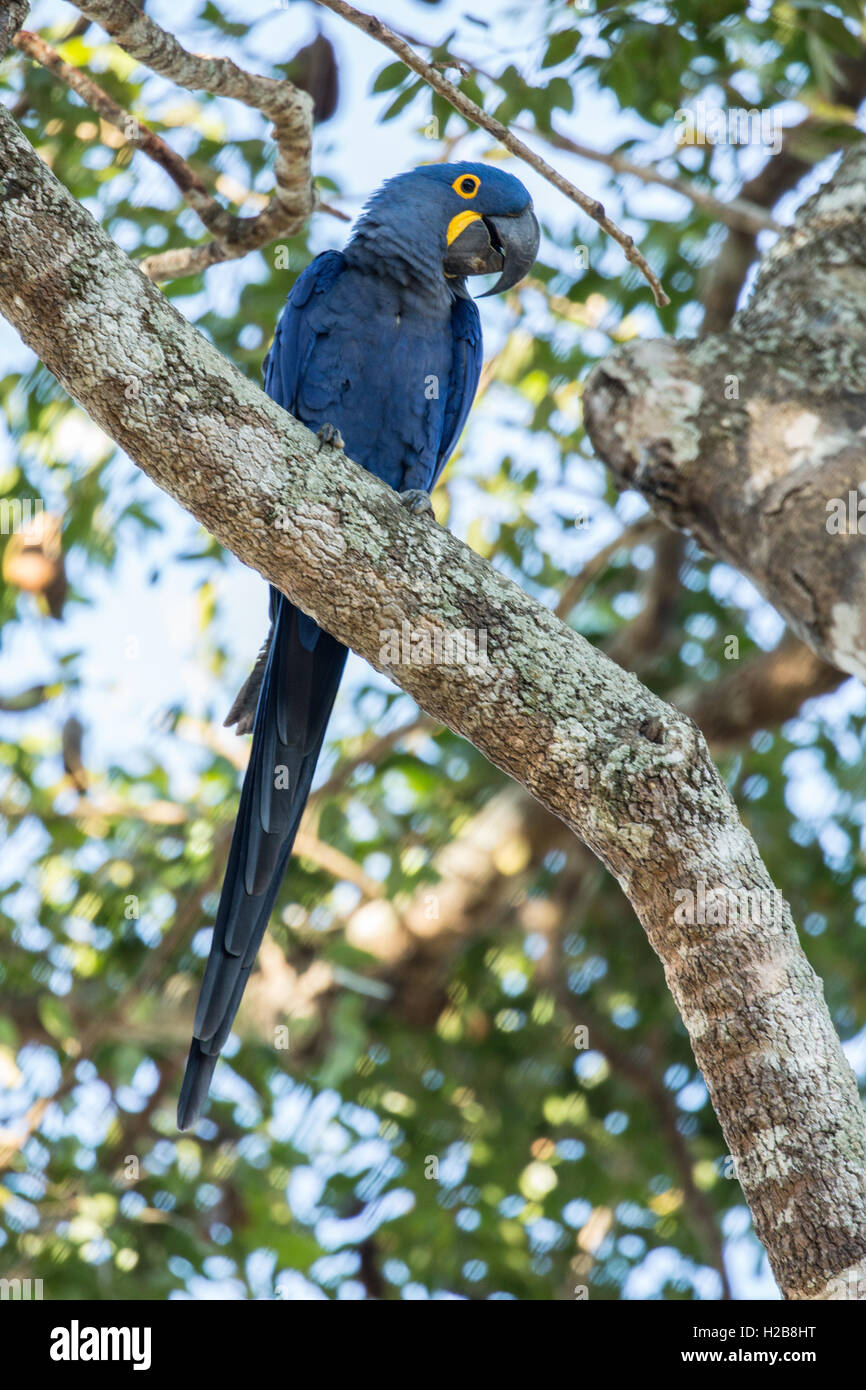 Macaw palm trees hi-res stock photography and images - Alamy