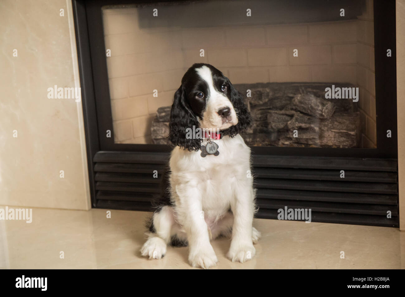 Two month old Springer Spaniel puppy, Tre, sitting in front of a gas ...