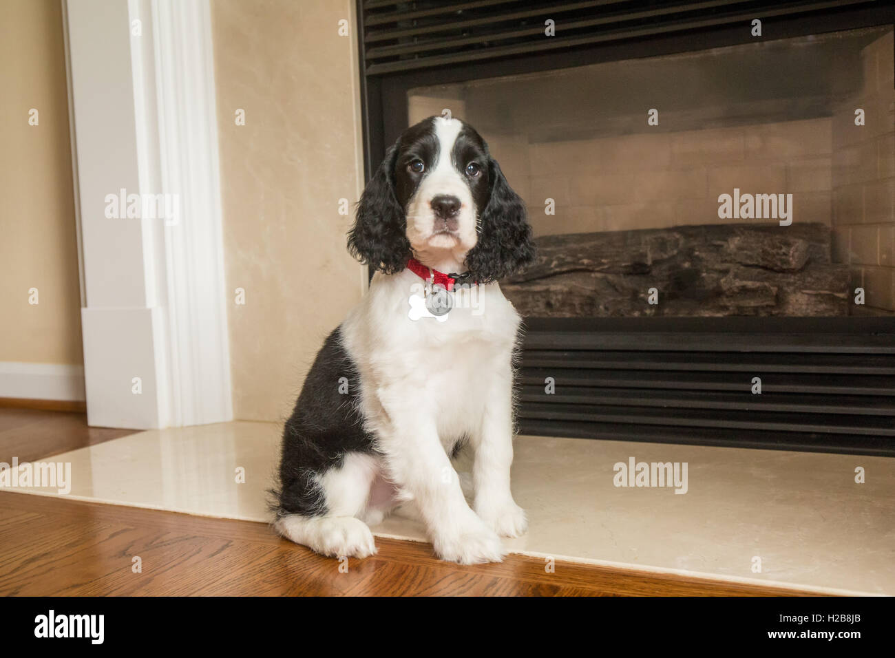 Two month old Springer Spaniel puppy, Tre, sitting in front of a gas ...