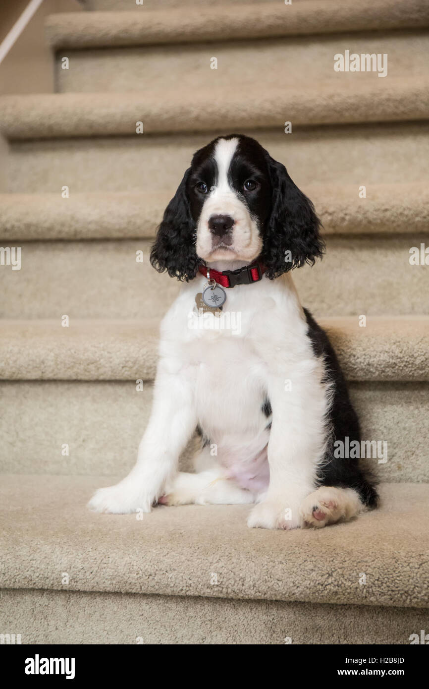 Two month old Springer Spaniel puppy, Tre, sitting on carpeted stairs ...