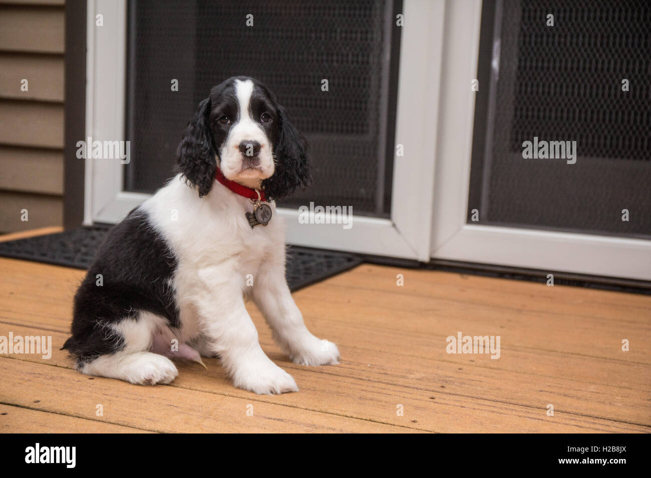 Two month old Springer Spaniel puppy, Tre, sitting outside his house on ...