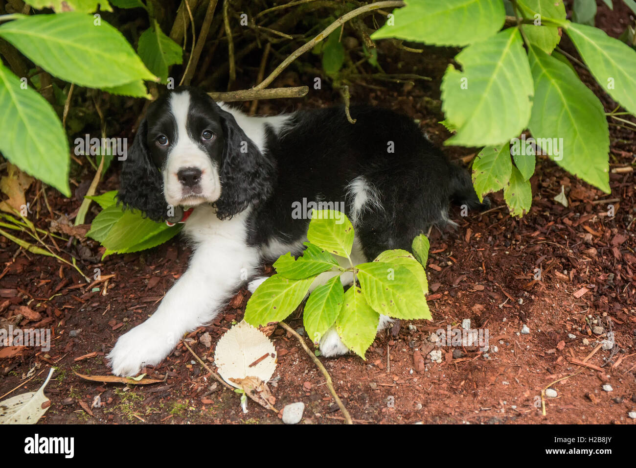 Two month old Springer Spaniel puppy, Tre, resting under a shrub, in ...