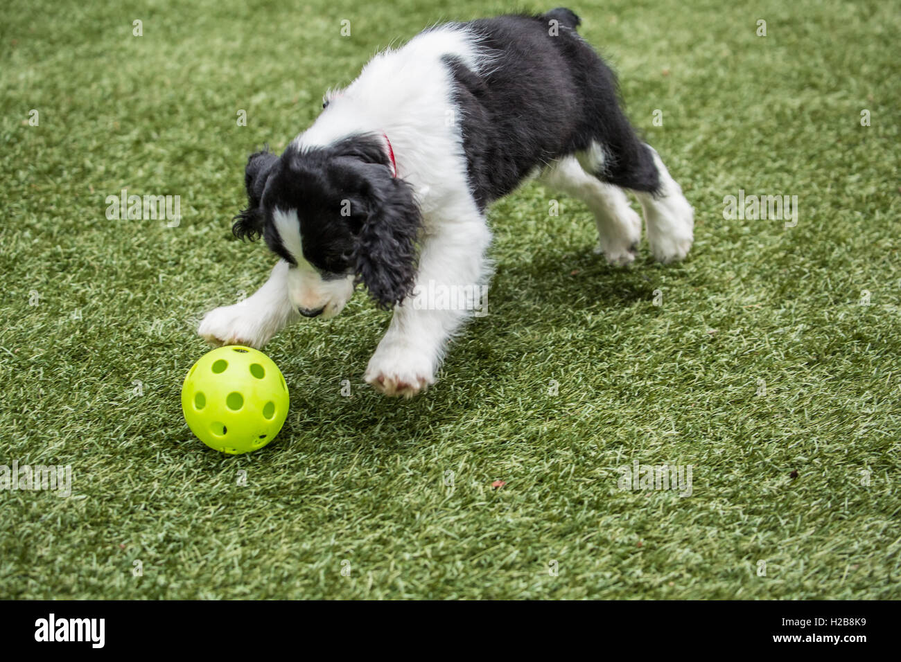 Two month old Springer Spaniel puppy, Tre, about to pounce on a plastic ...