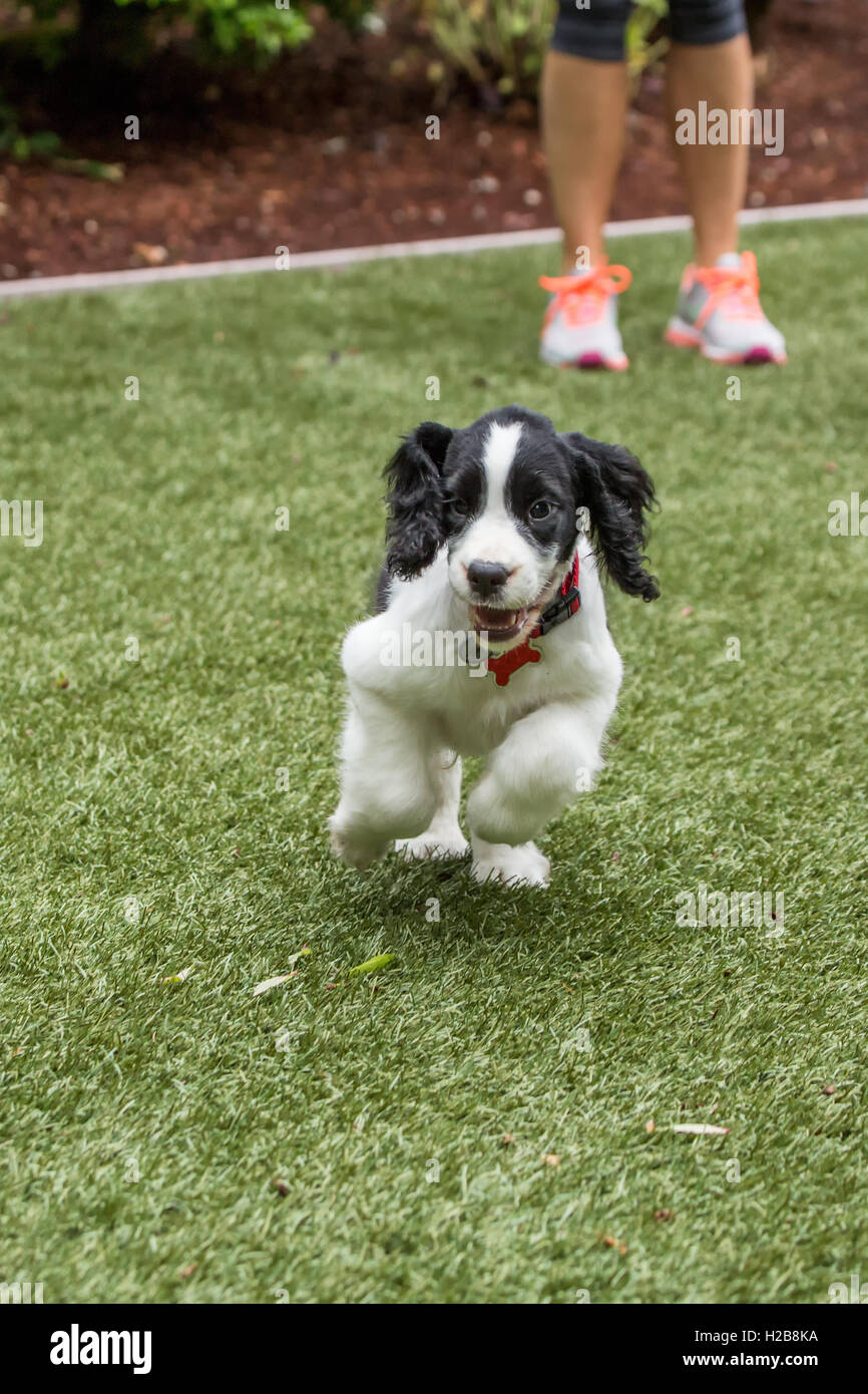Two month old Springer Spaniel puppy, Tre, running and frolicking on ...