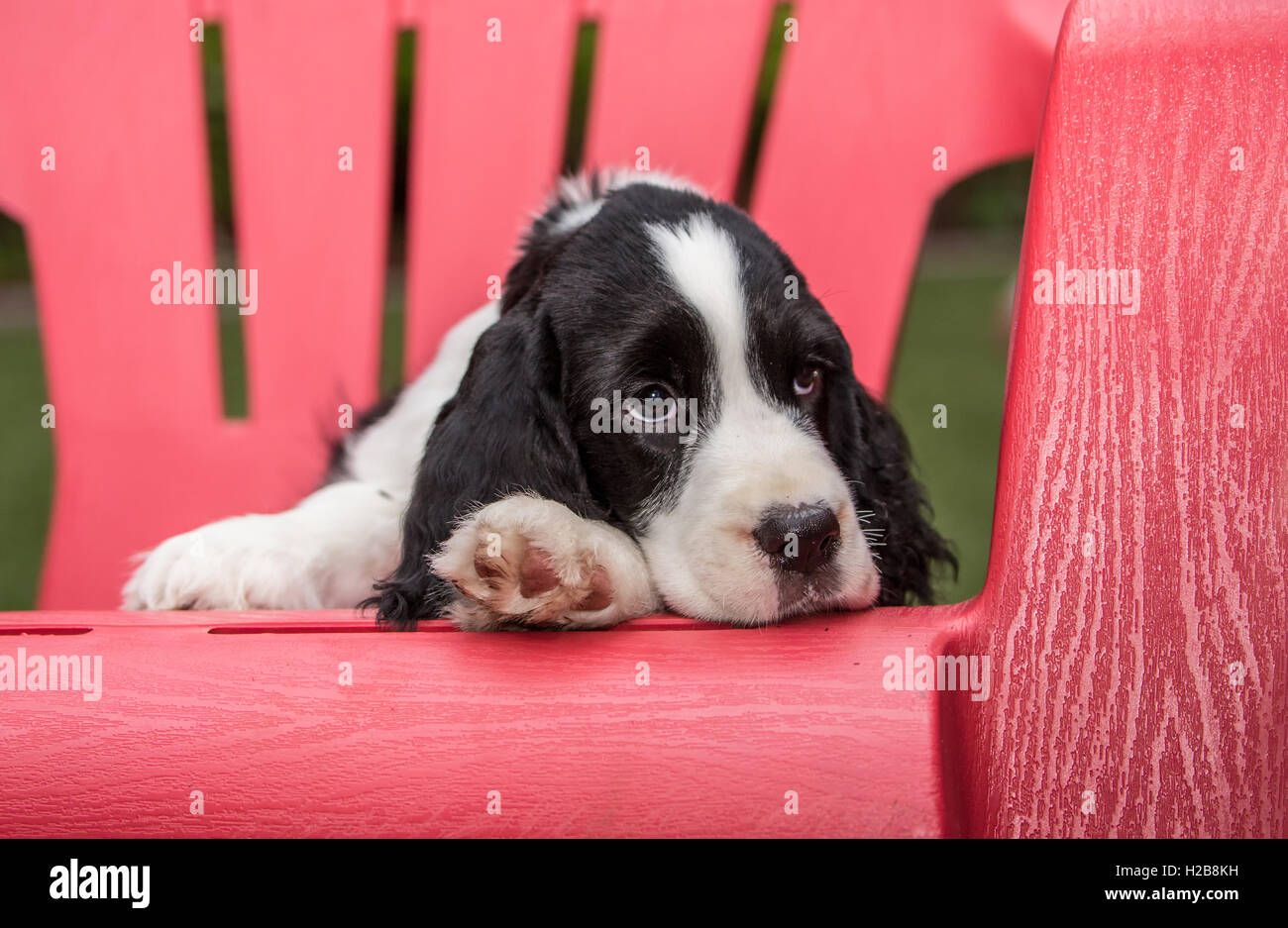Two month old Springer Spaniel puppy, Tre, resting in a plastic lawn ...