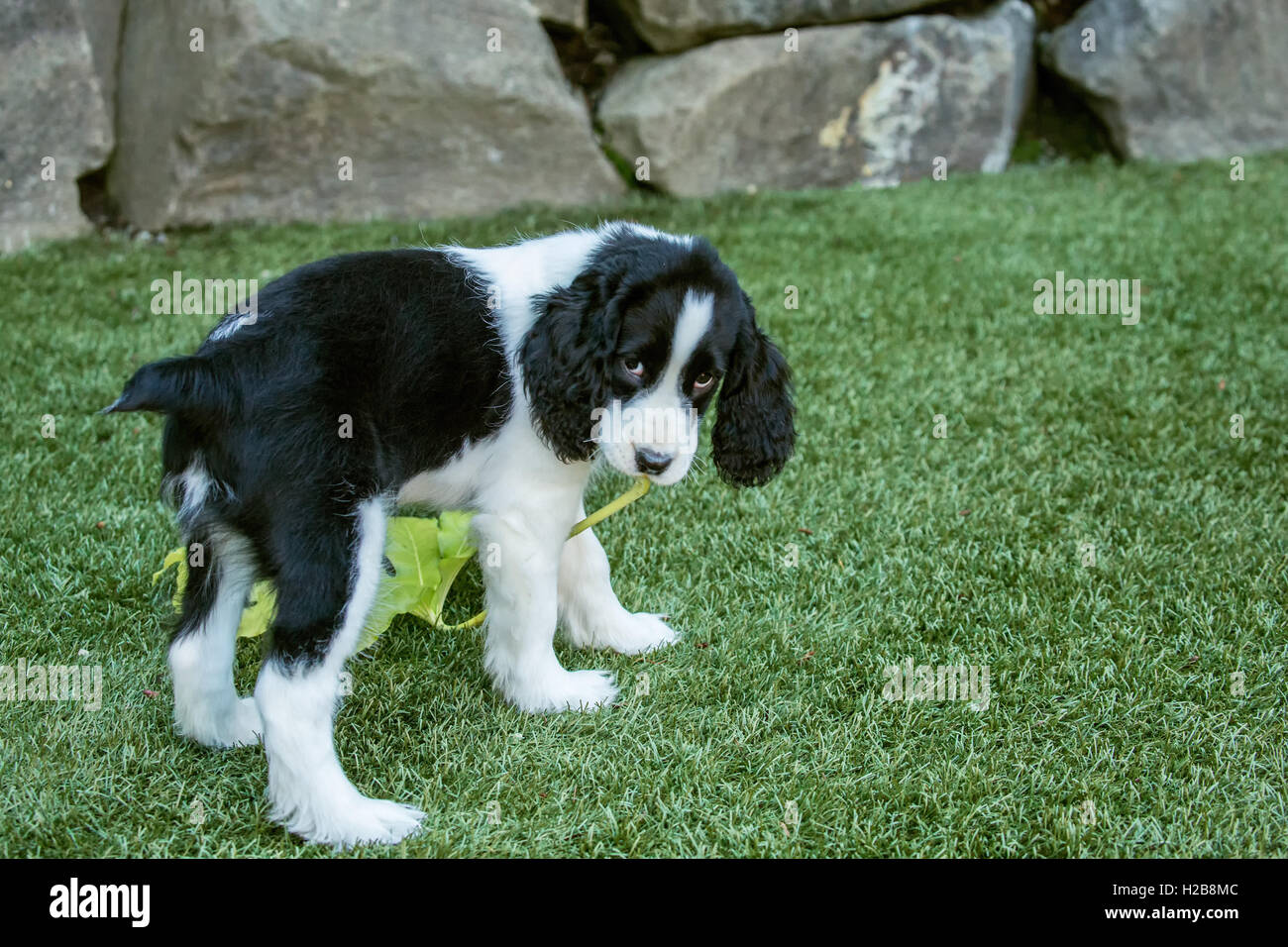 Two month old Springer Spaniel puppy, Tre, looking guilty as he carries ...