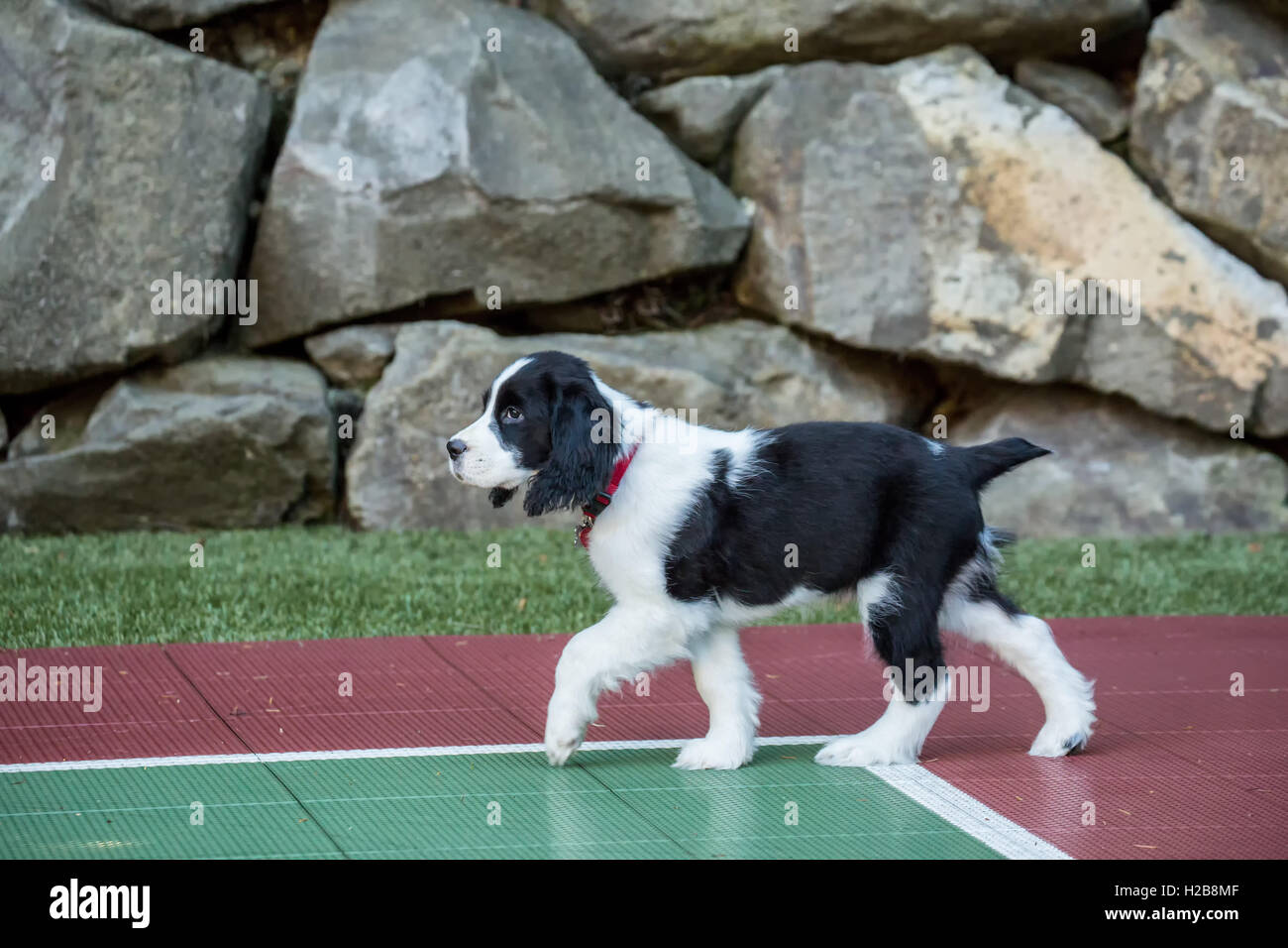 Two month old Springer Spaniel puppy, Tre, walking on the plastic tiled ...