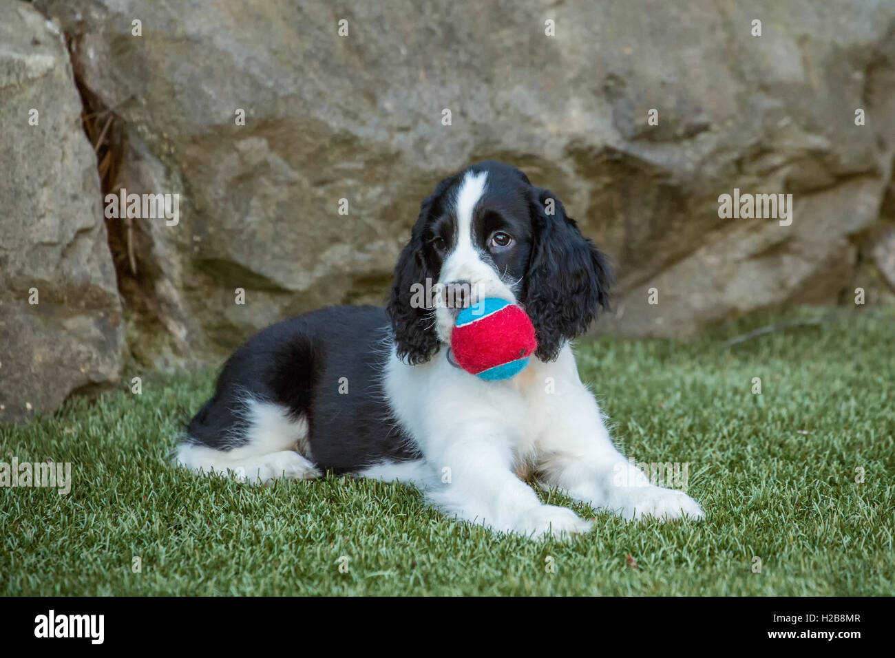 Two month old Springer Spaniel puppy, Tre, playing with a tennis ball ...