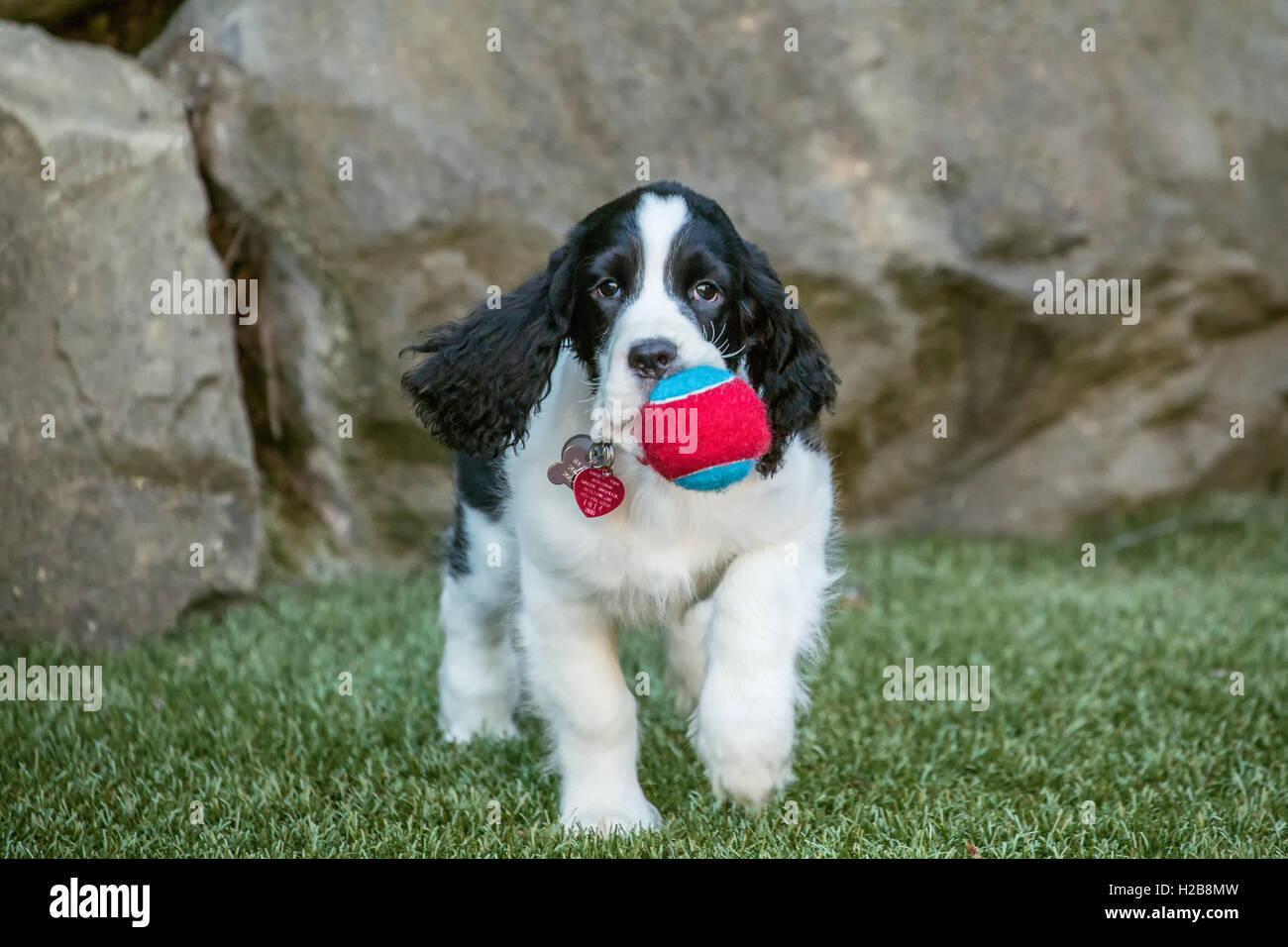 Two month old Springer Spaniel puppy, Tre, playing with a tennis ball ...
