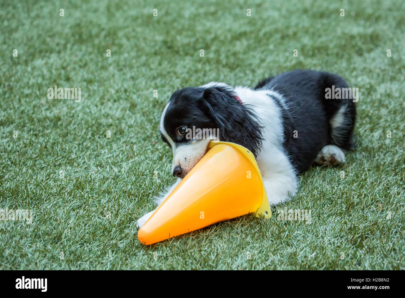 Two month old Springer Spaniel puppy, Tre, playing with an orange ...