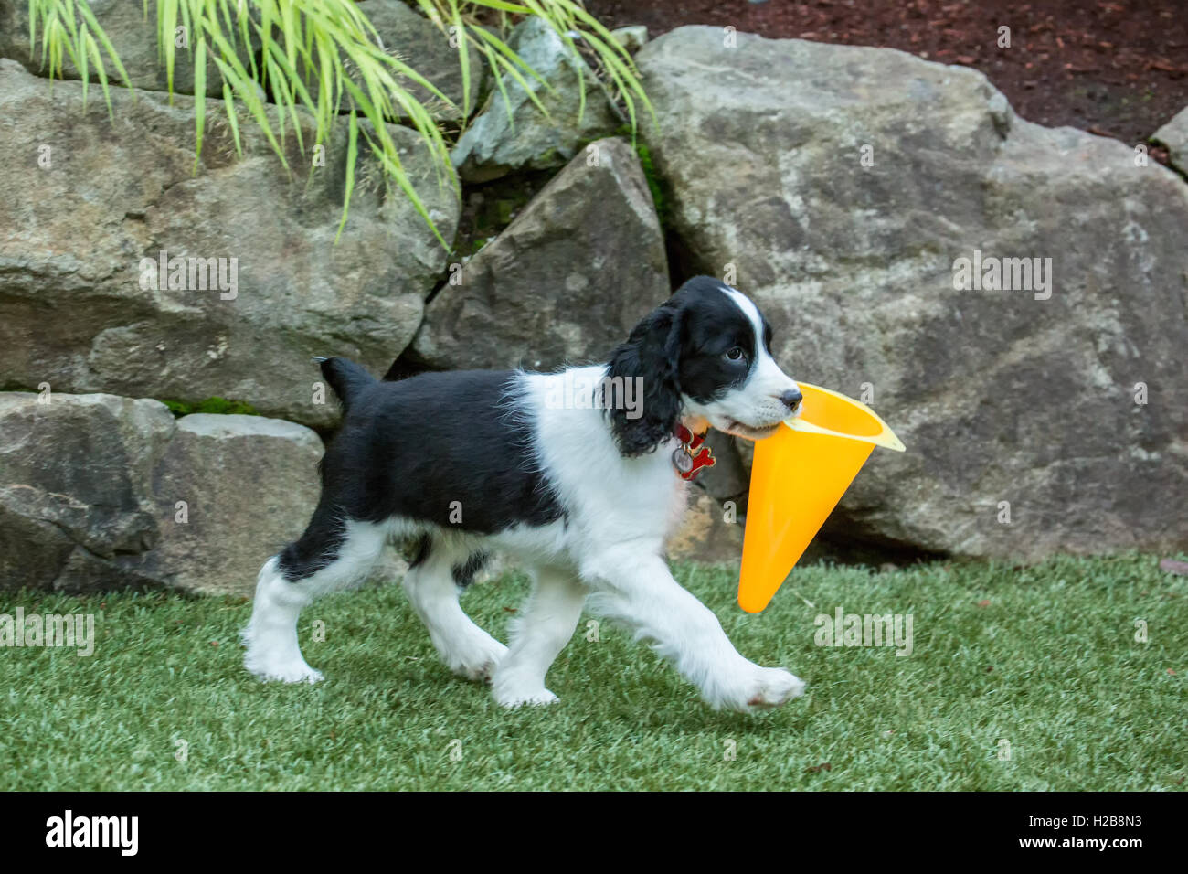 Two month old Springer Spaniel puppy, Tre, playing with an orange ...