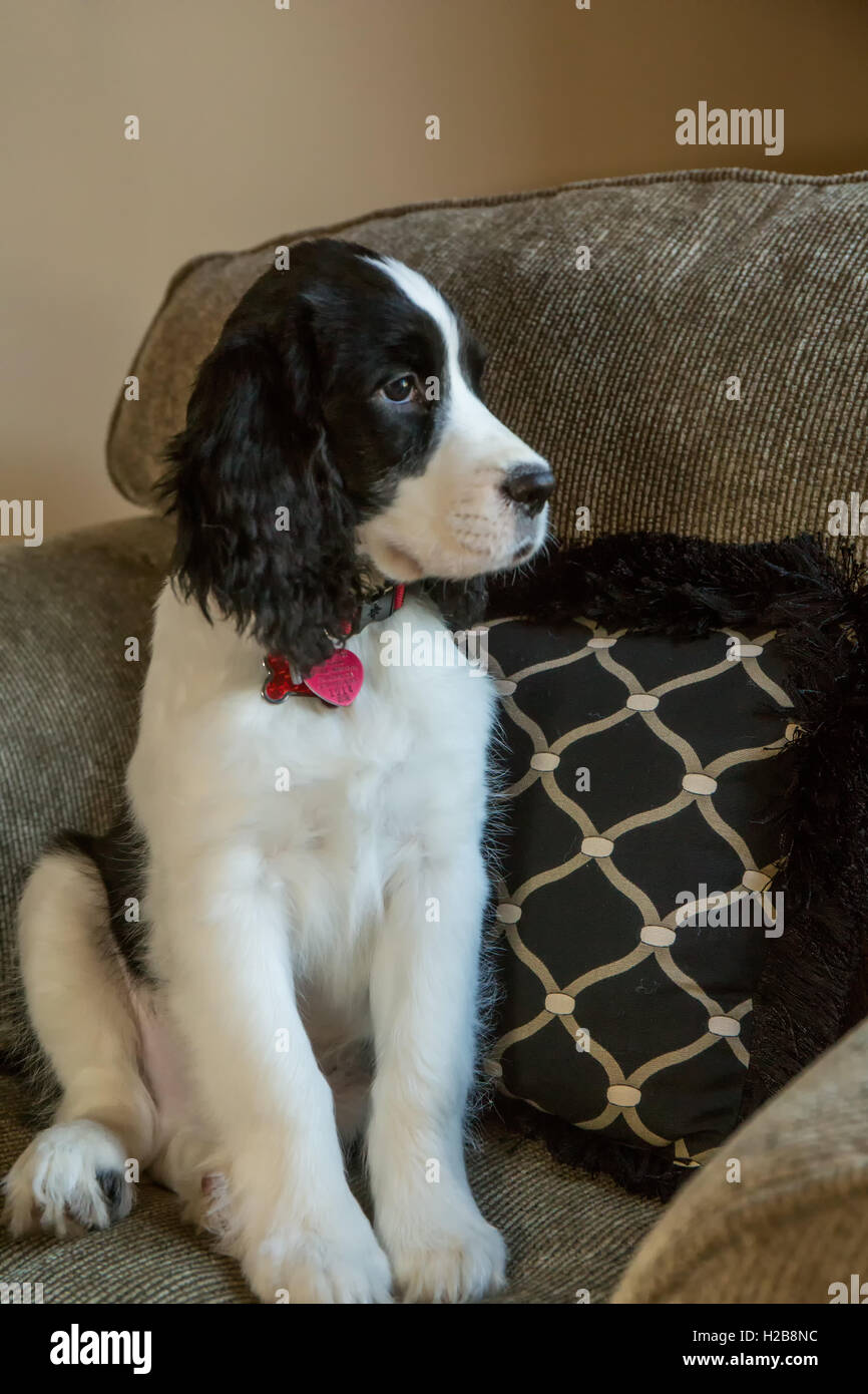 Two month old Springer Spaniel puppy, Tre, sitting in an upholstered ...