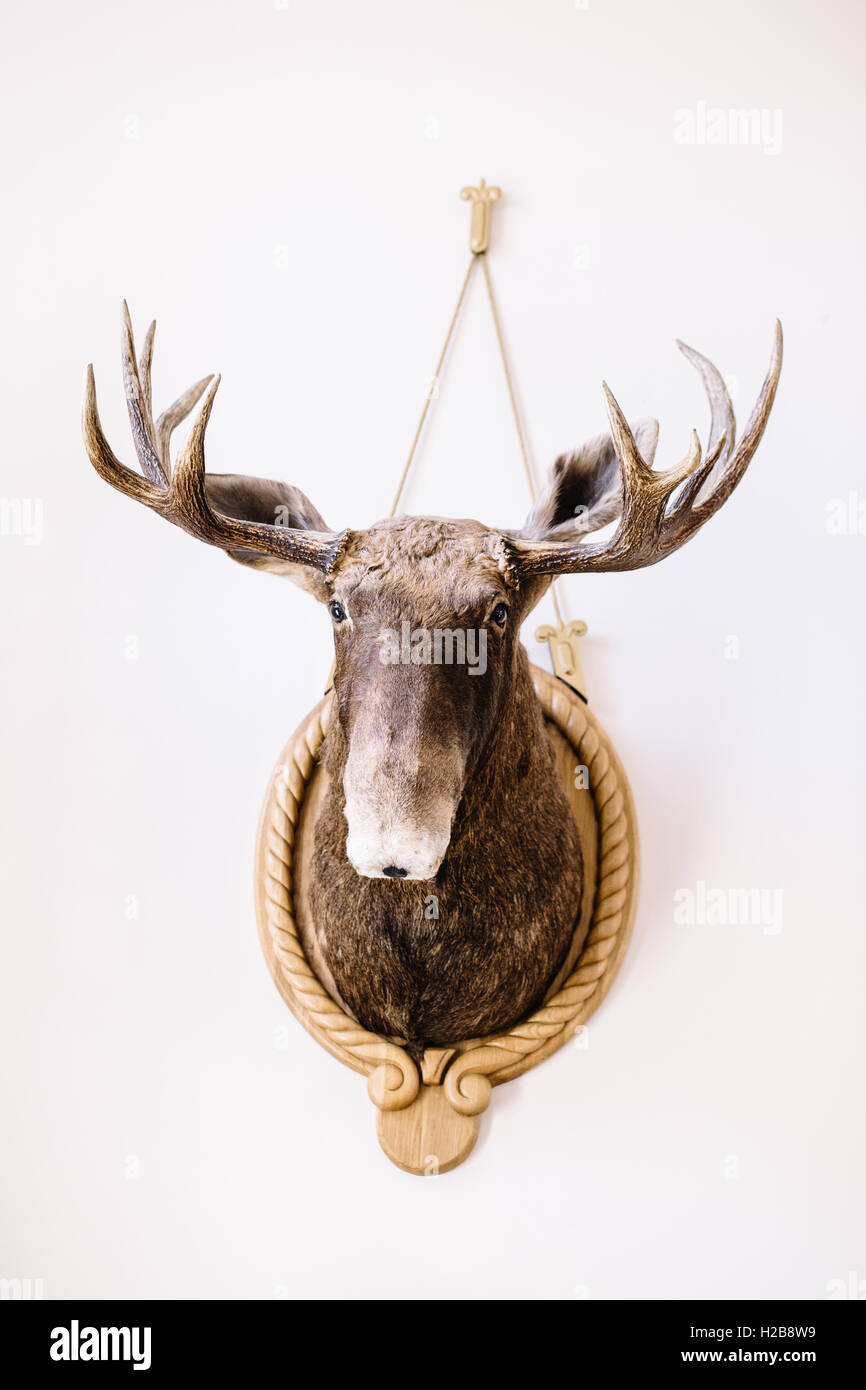 great hunting trophy on the wall Stock Photo - Alamy