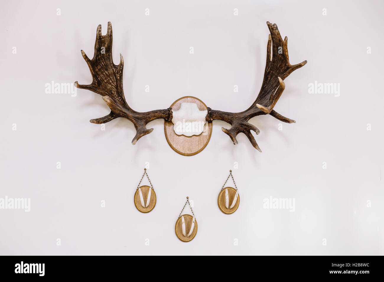 Stag hunting trophy on hi-res stock photography and images - Alamy