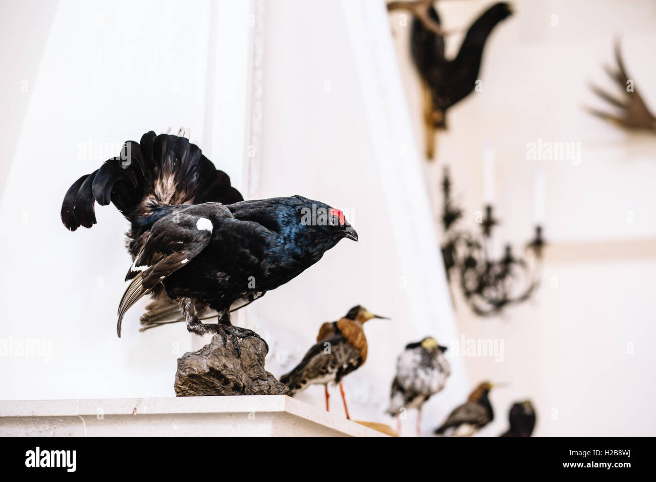 Trophy bird hi-res stock photography and images - Alamy