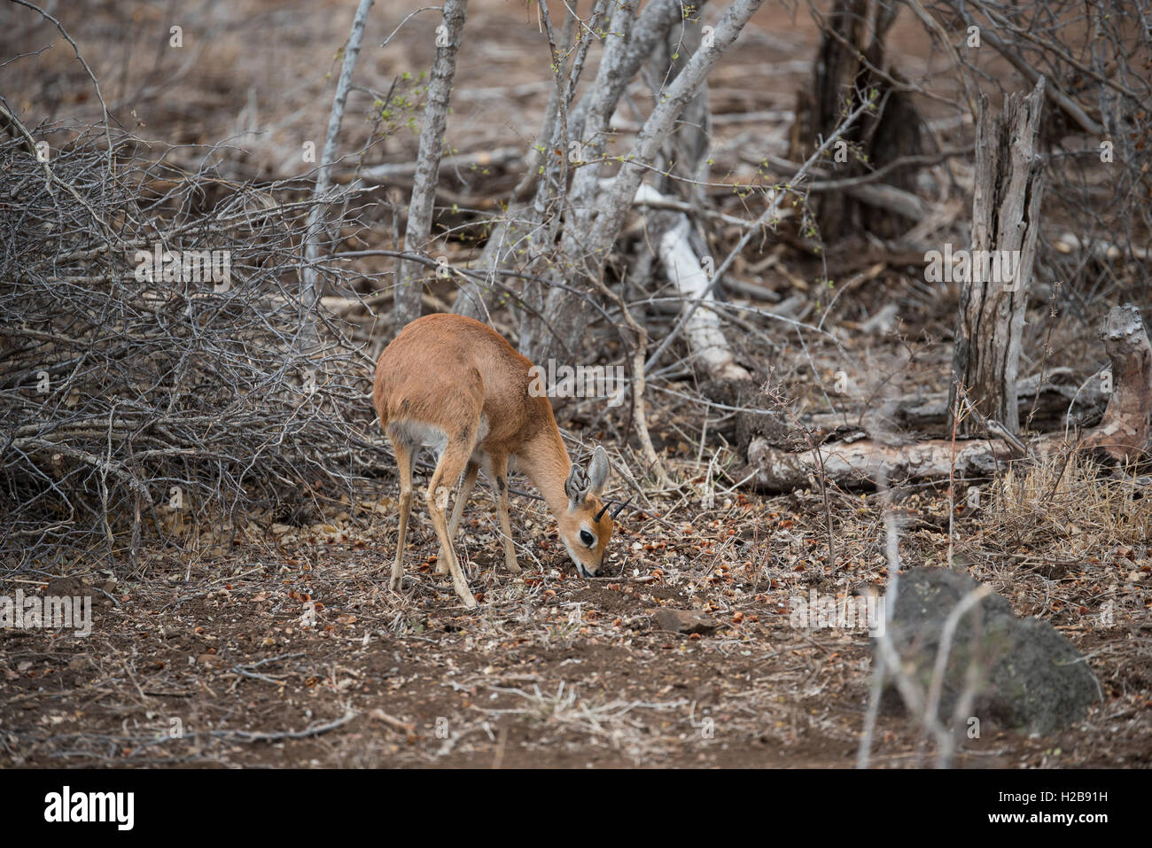 Steenbuck hi-res stock photography and images - Alamy
