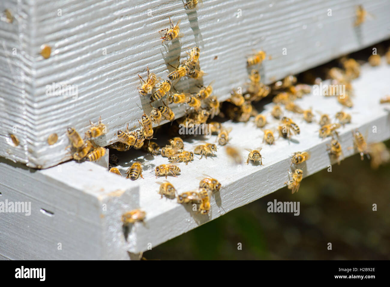 Closeup of beehive Stock Photo - Alamy