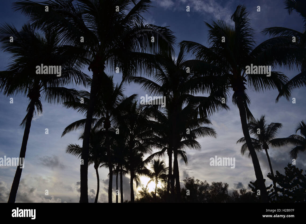 Beautiful palms near the ocean Stock Photo - Alamy