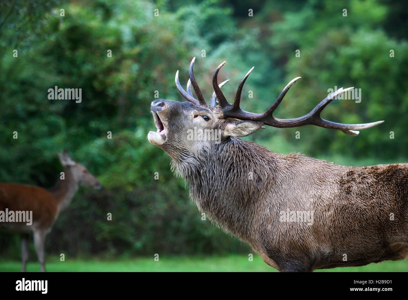 Closeup of a male specimen of deer in love. The animal with the ...