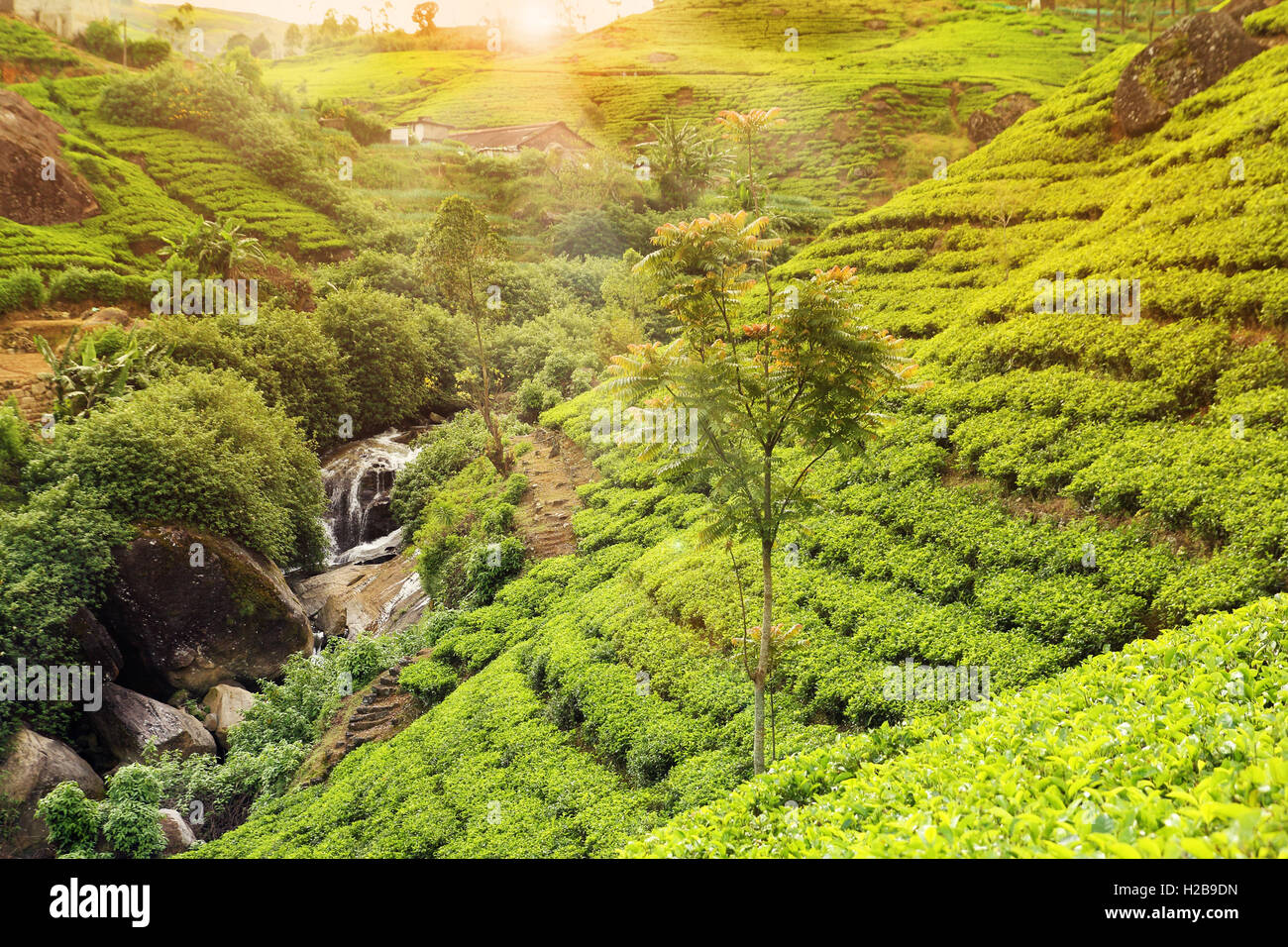 Tea plantation landscape china hi-res stock photography and images - Alamy