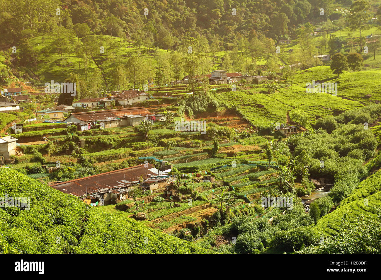 tea plantation village Stock Photo - Alamy