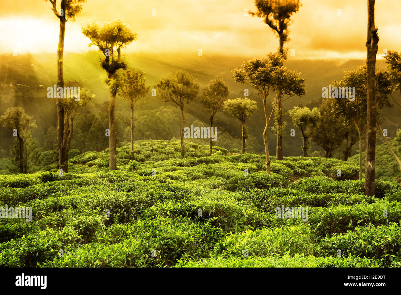 tea plantation landscape Stock Photo - Alamy