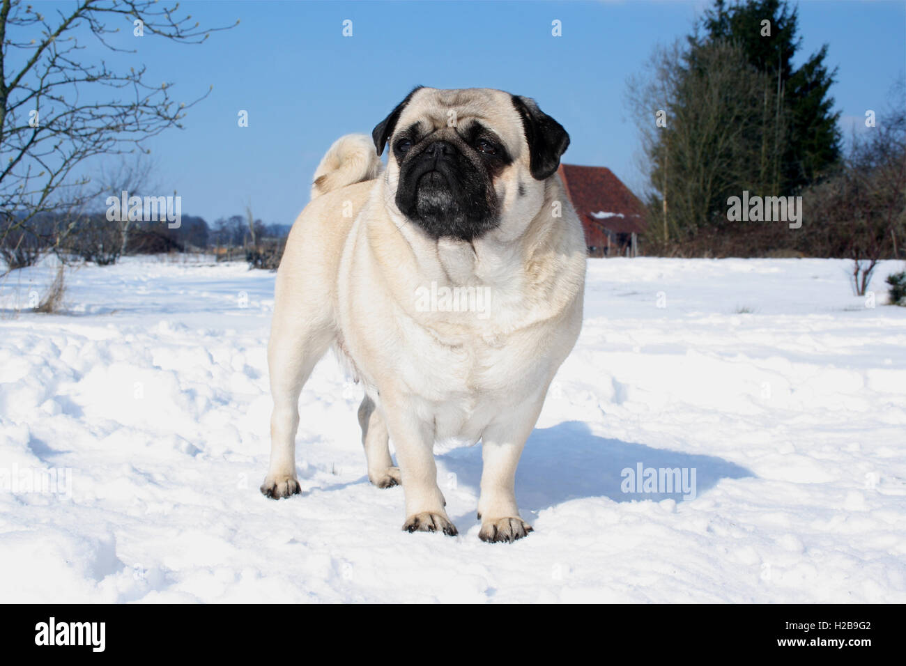 Pug snow hi-res stock photography and images - Alamy