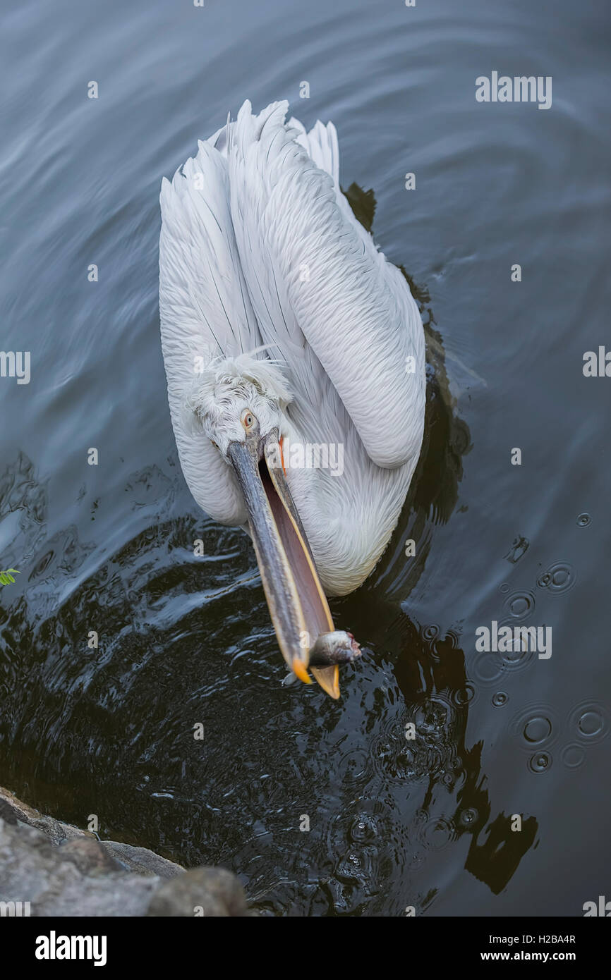 Pink Backed Pelican floating in the water Stock Photo - Alamy