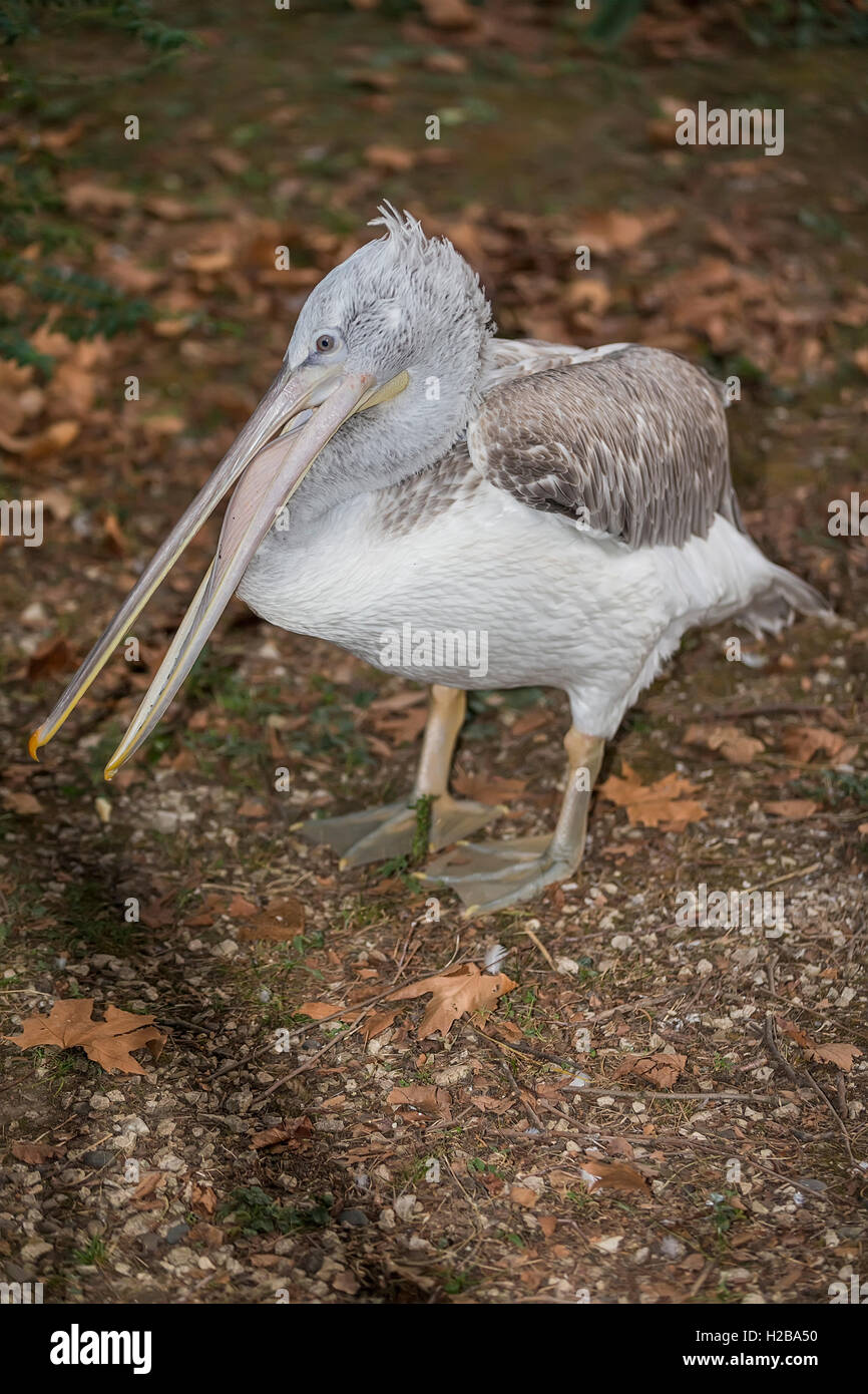 Pink Backed Pelican on land Stock Photo - Alamy