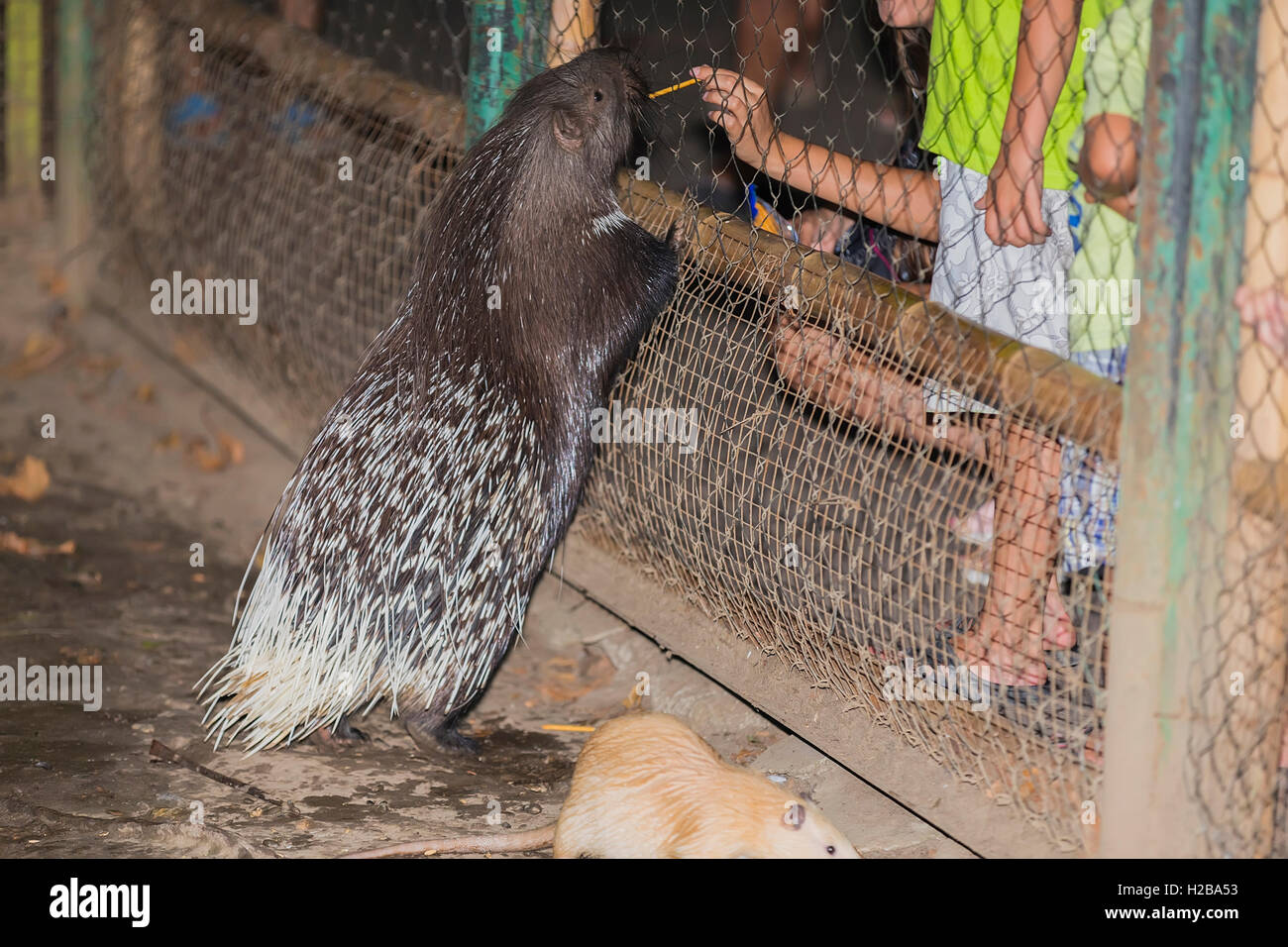 Crested porcupine. People feed animals in the zoo at night Stock Photo ...