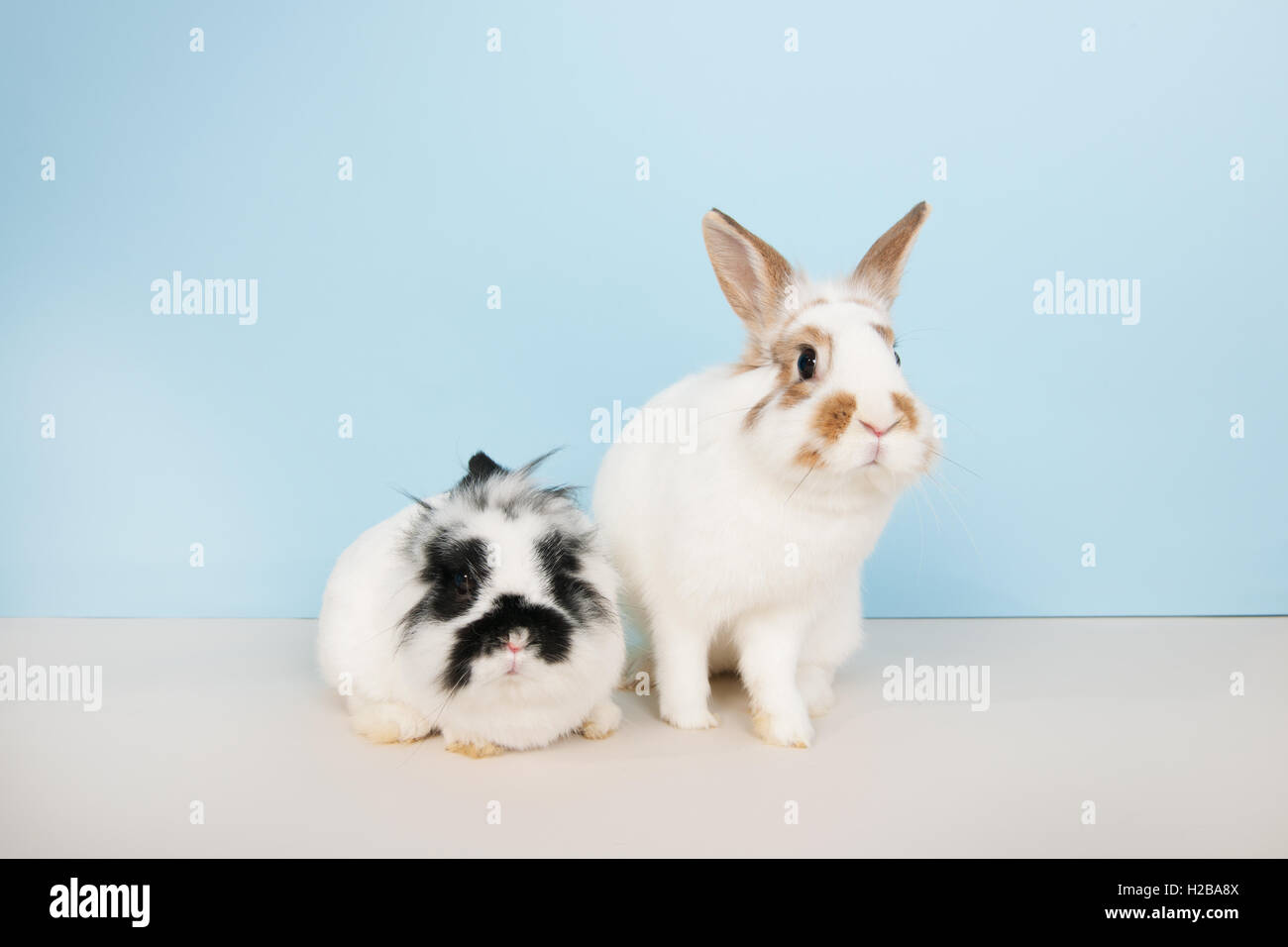 Two rabbits on blue background Stock Photo - Alamy