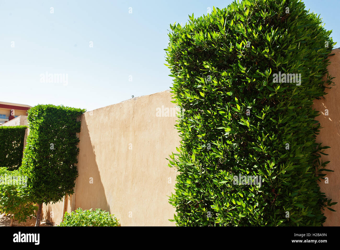Rectangular decorative bush on the wall at sun day Stock Photo - Alamy