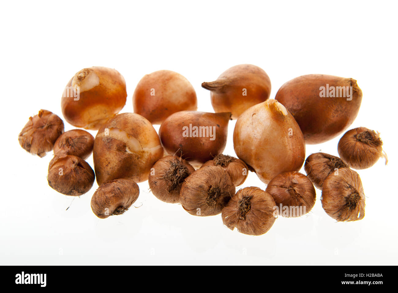Flower bulbs isolated hi-res stock photography and images - Alamy