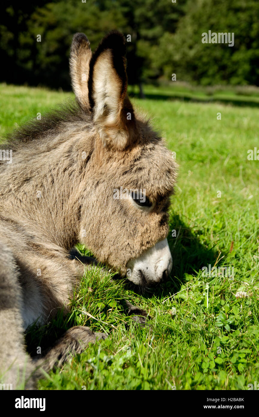 Donkey head profile hi-res stock photography and images - Alamy