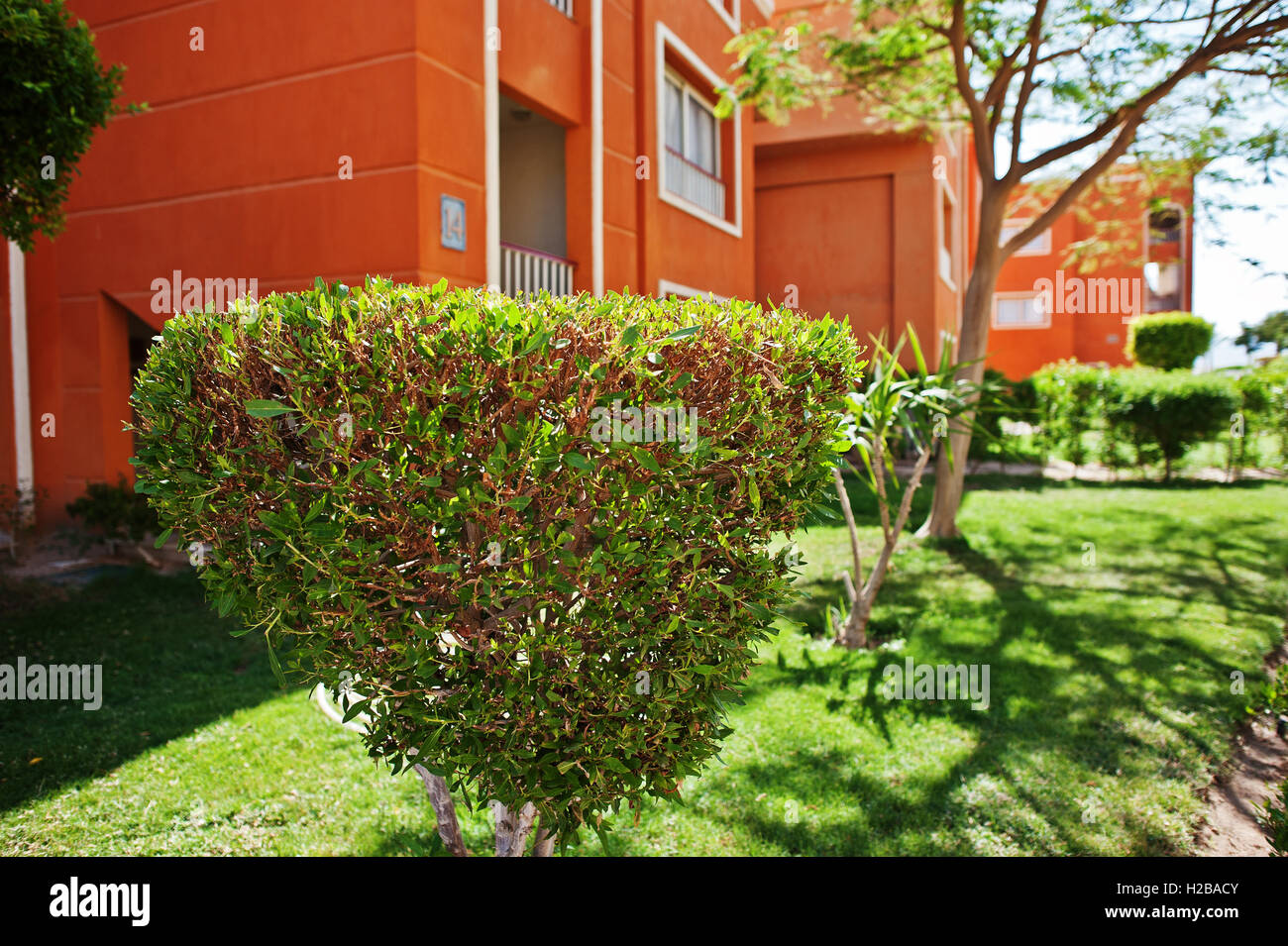 Decorative bushes hi-res stock photography and images - Alamy