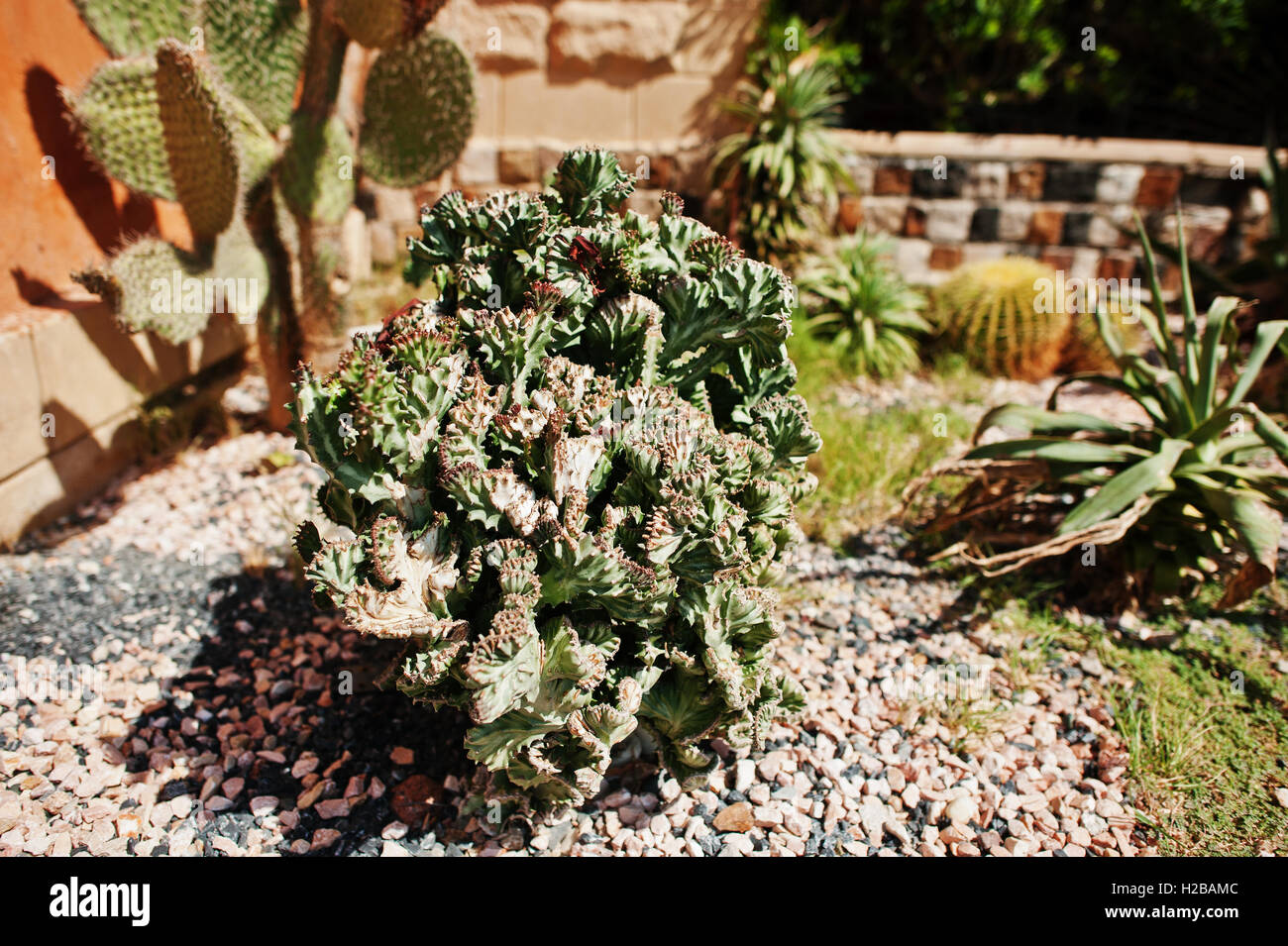 Garden bed of different cactus at sunny day Stock Photo - Alamy
