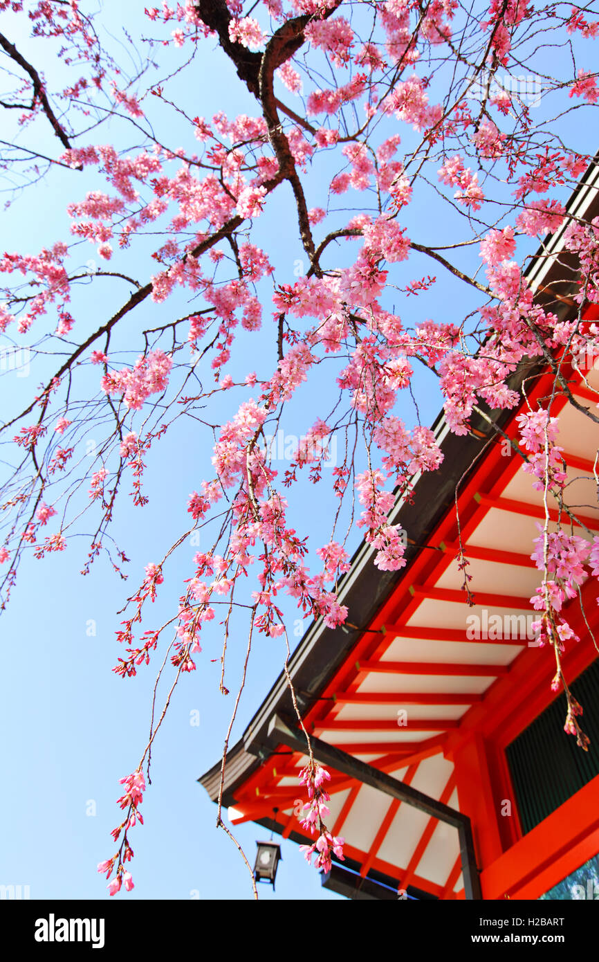 Cherry blossom temple red roof hi-res stock photography and images - Alamy