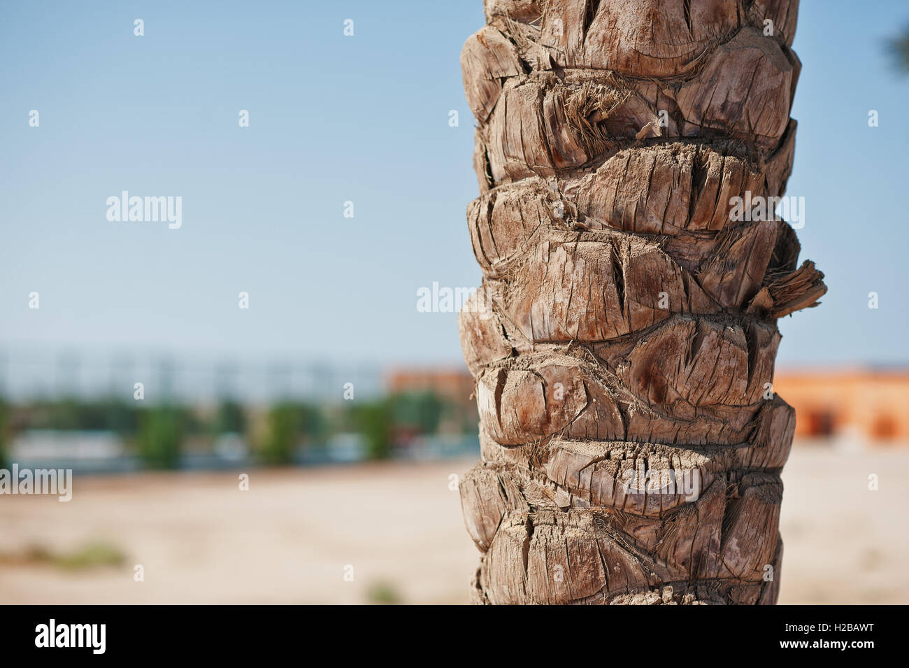 Close up of palm tree bark background sand Stock Photo - Alamy