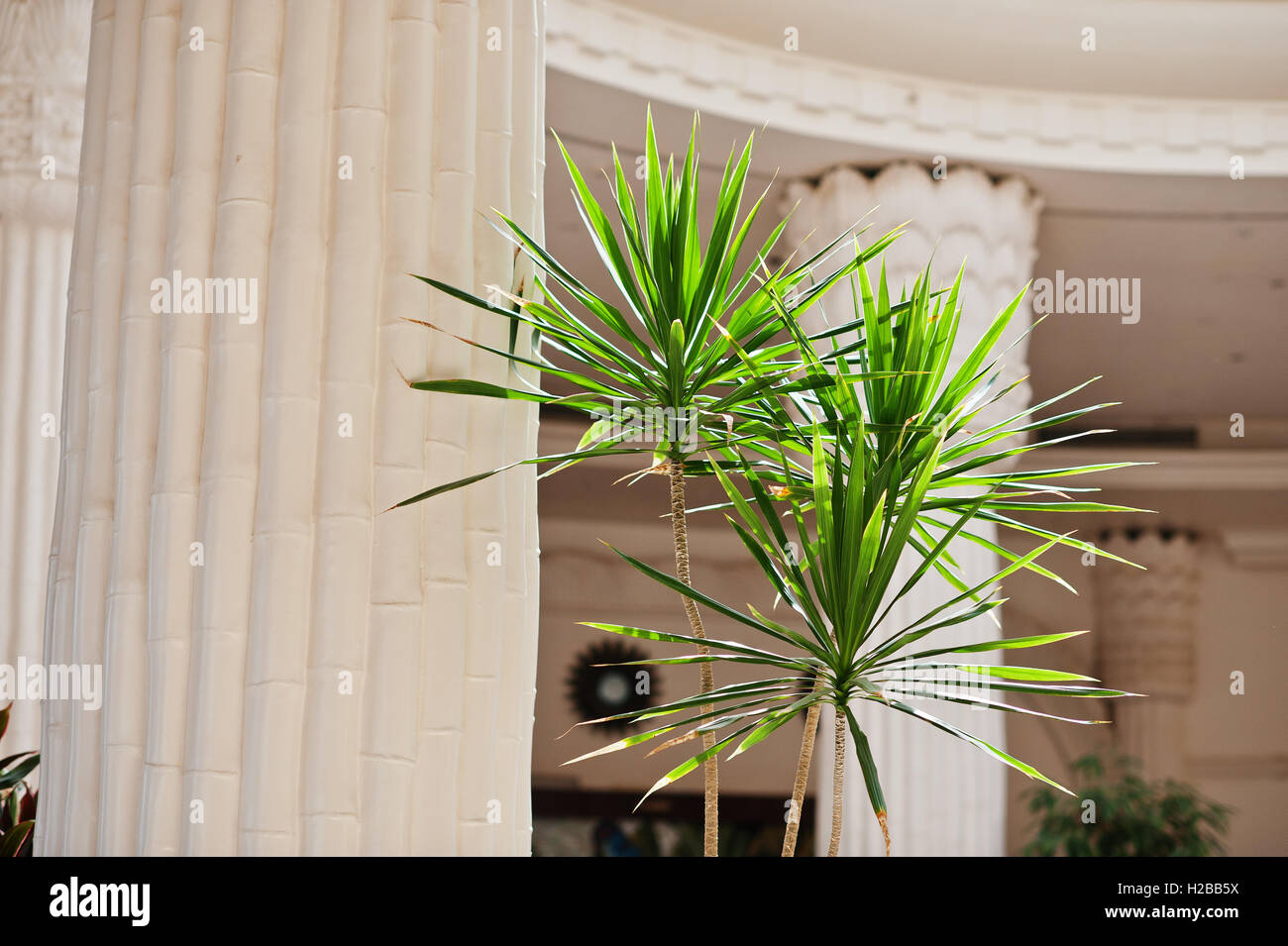 Small palm on hall with columns inside Stock Photo - Alamy