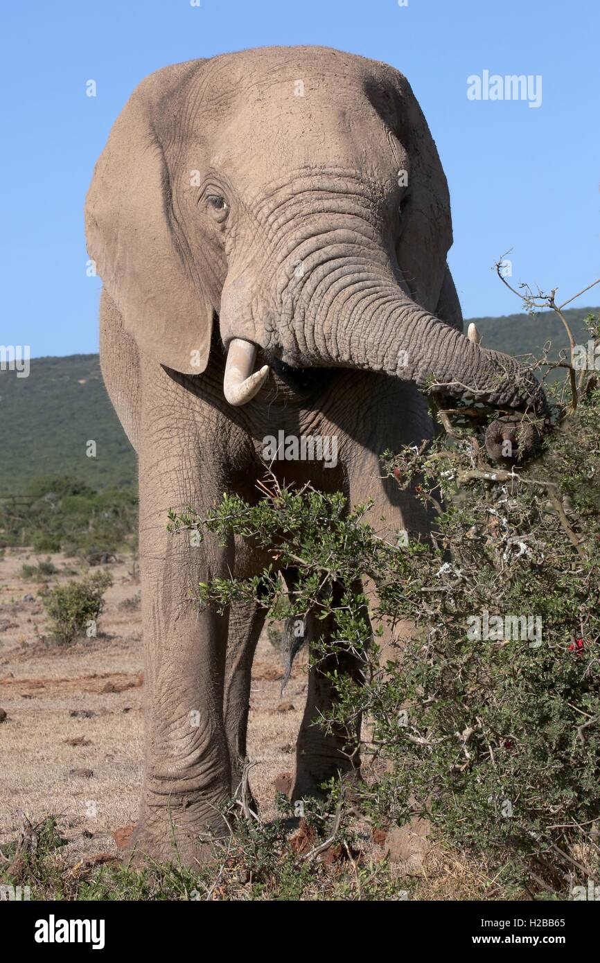 African Elephant Foraging Stock Photo - Alamy