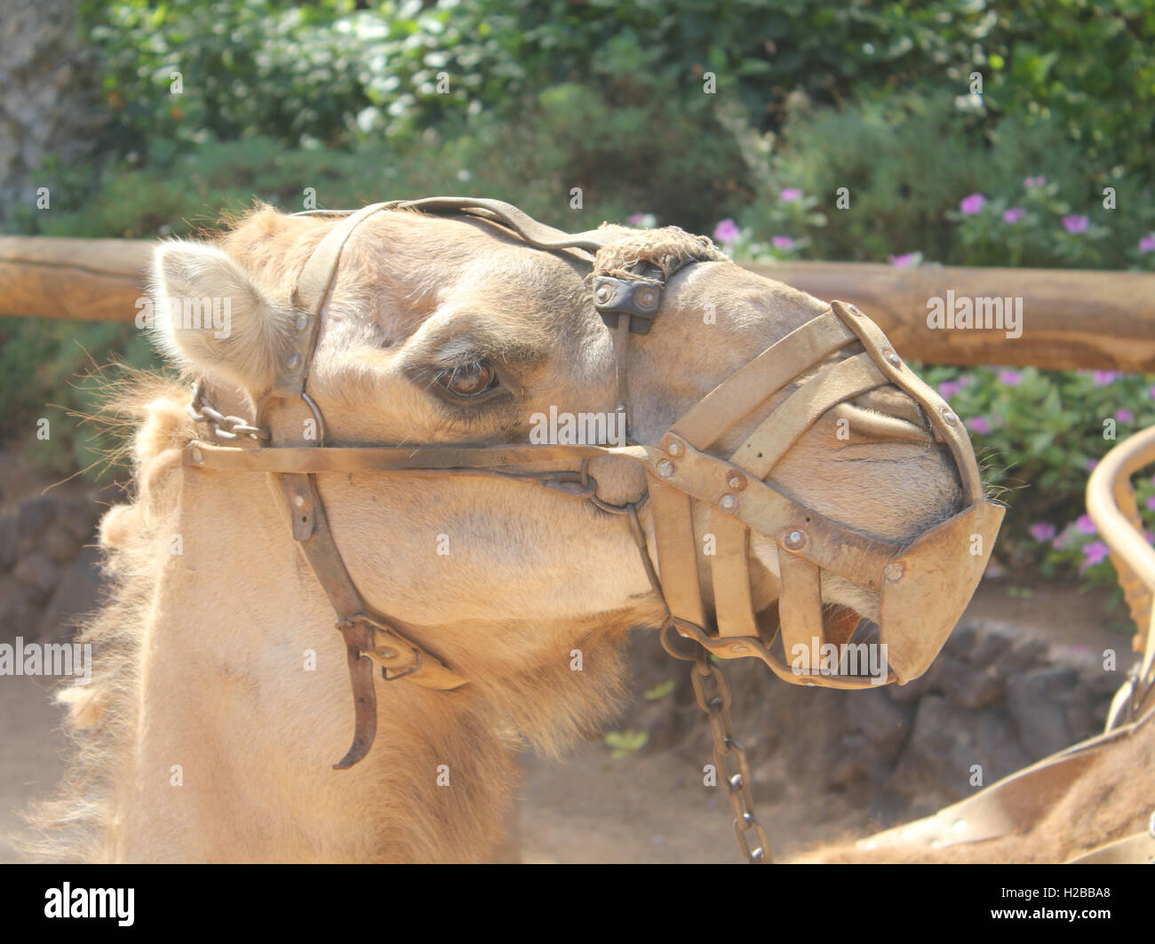 Camel with muzzle Stock Photo - Alamy