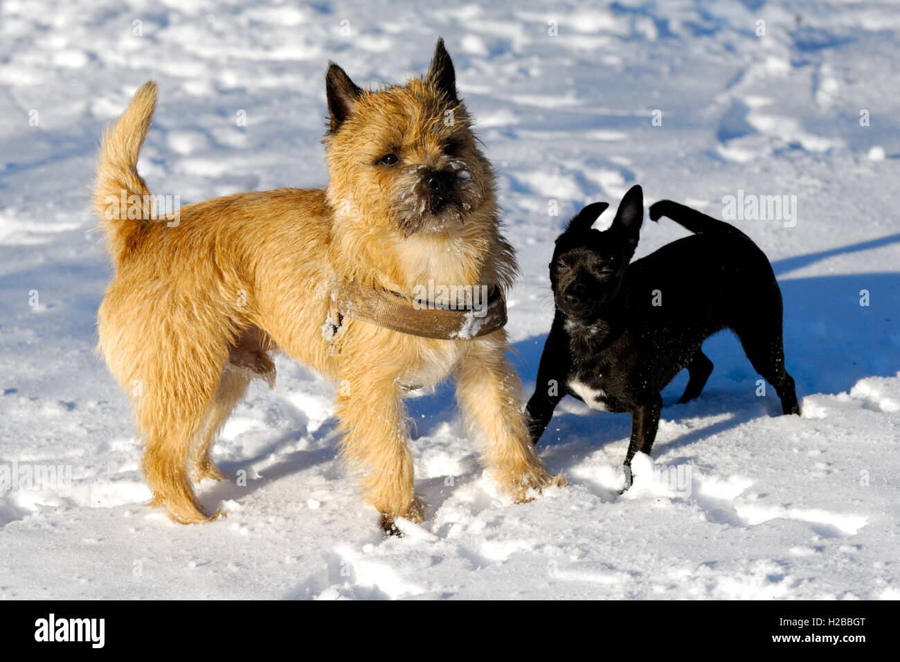 Two dogs in snow Stock Photo - Alamy