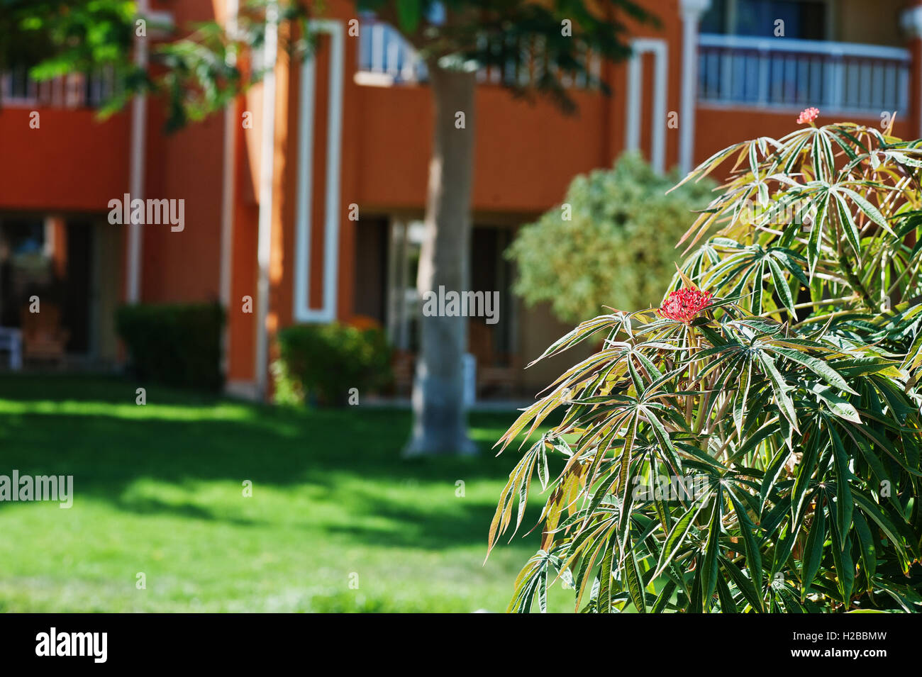 Different trees and bushes on garden of resort Stock Photo - Alamy
